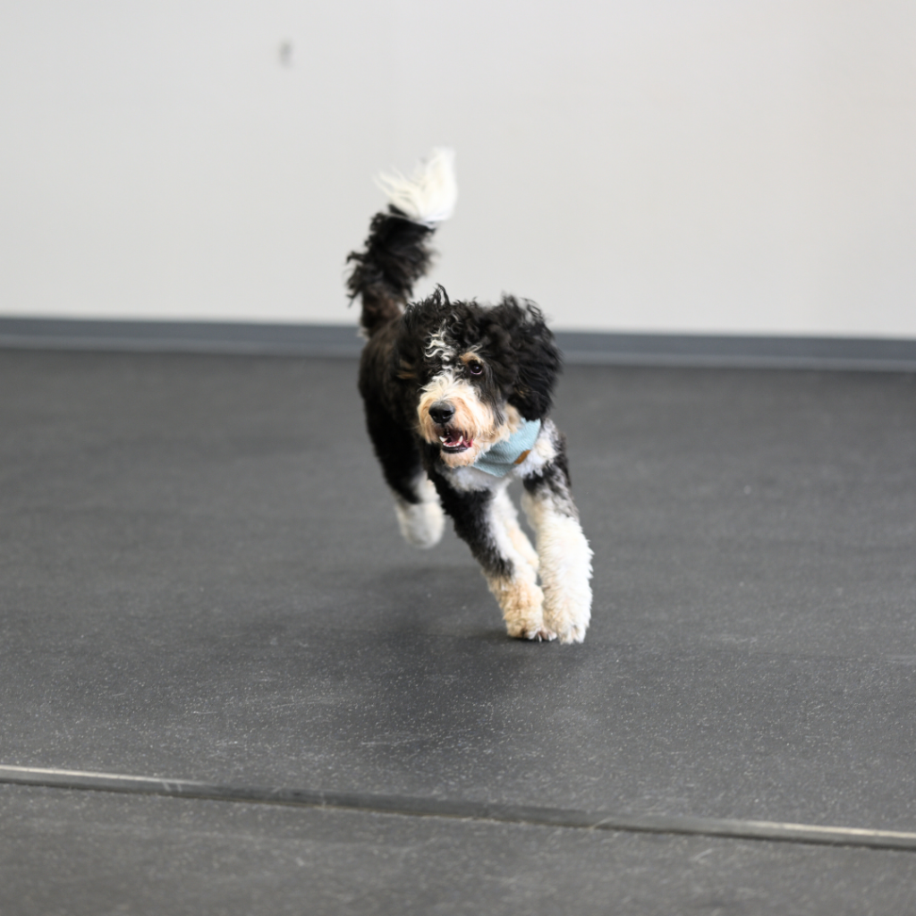 Managing Dog Play – What Does Proper Dog Play Look Like? – Working For ...