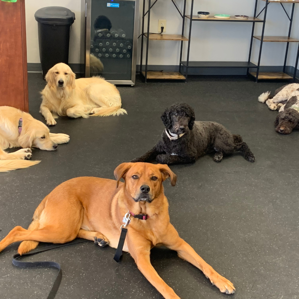 Managing Dog Play – What Does Proper Dog Play Look Like? – Working For ...