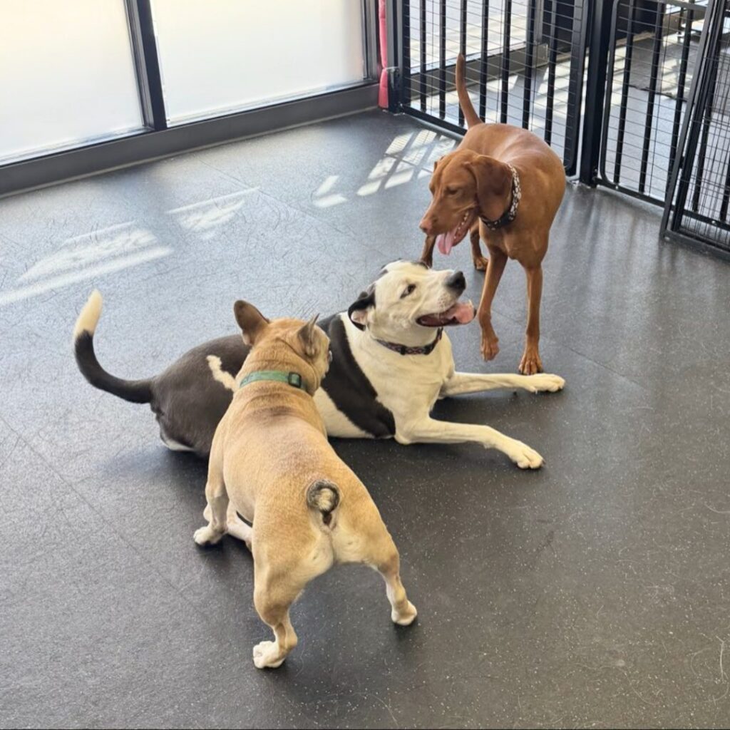 What Makes Dogs of Tucson Special? – 24/7 Human Support – Working For ...